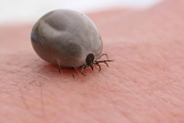 Recognize the Symptoms Early Tick Bites and Lyme Disease - UrgiClinic ...